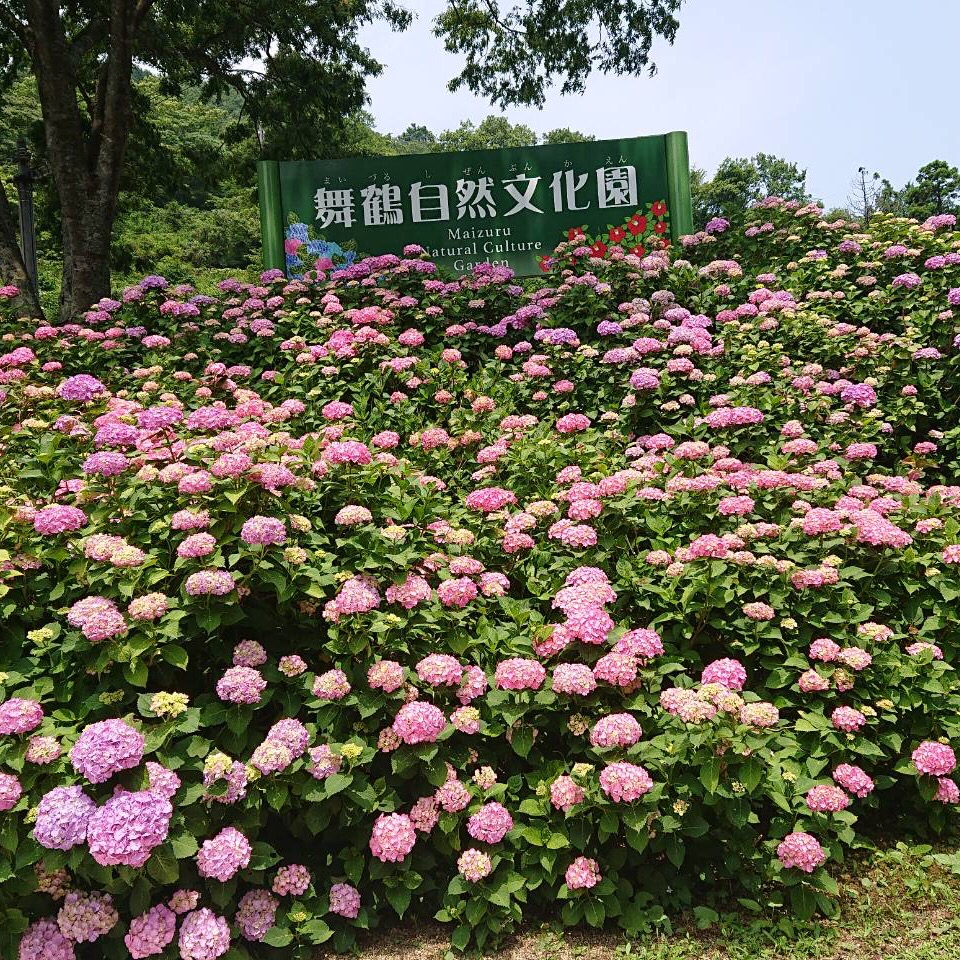 舞鶴自然文化園の写真舞鶴自然文化園紫陽花コースは1キロ歩くので足元はスニー トリップノート