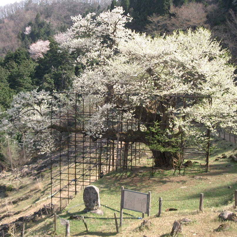 樽見の大桜の写真樽見の大ザクラ樽見の大ザクラとは兵庫県養父市大屋町樽見に トリップノート