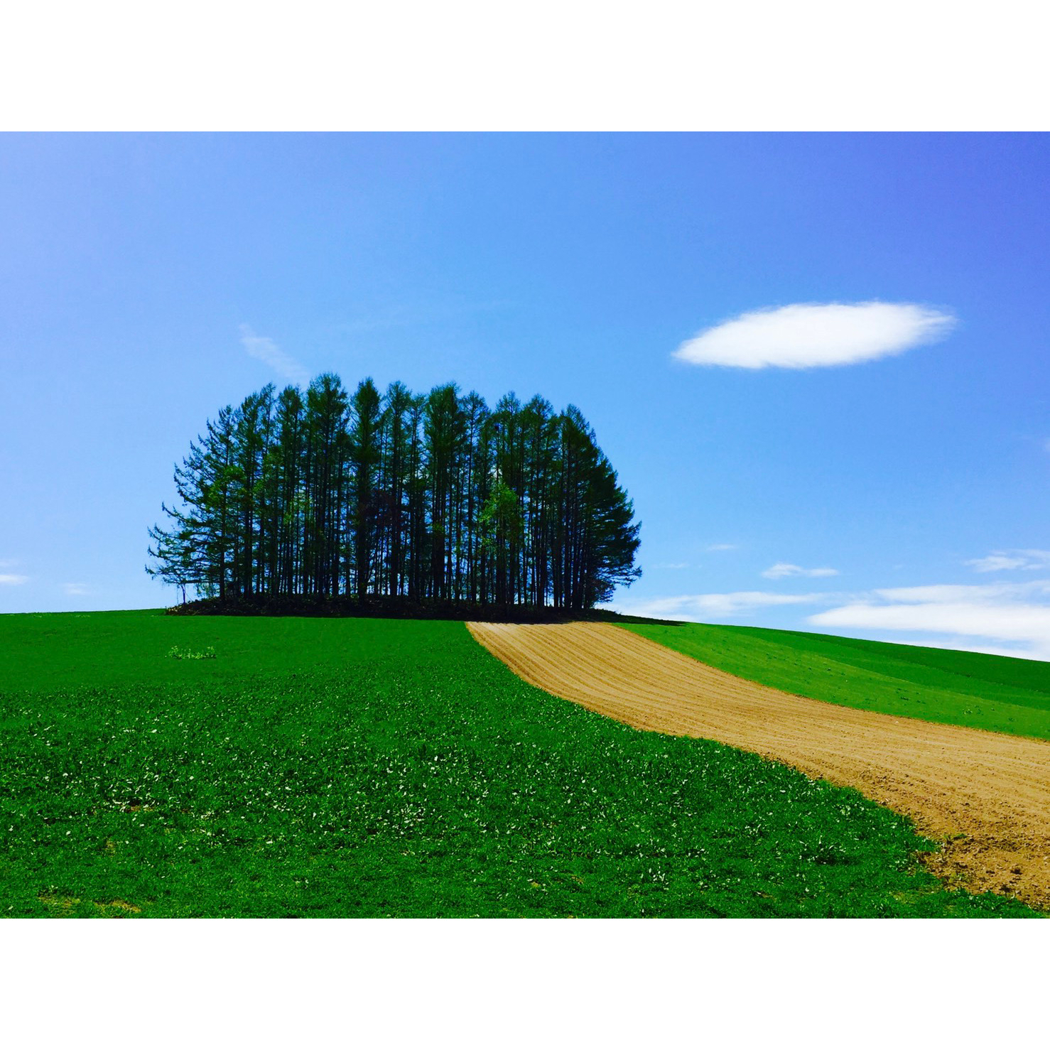 もう一つのマイルドセブンの丘の写真マイルドセブンの木 トリップノート