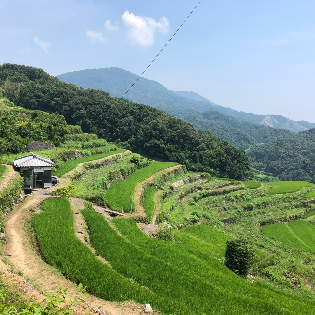 中山千枚田の写真中山千枚田小豆島の真ん中中山地区には日本の棚田百選 トリップノート