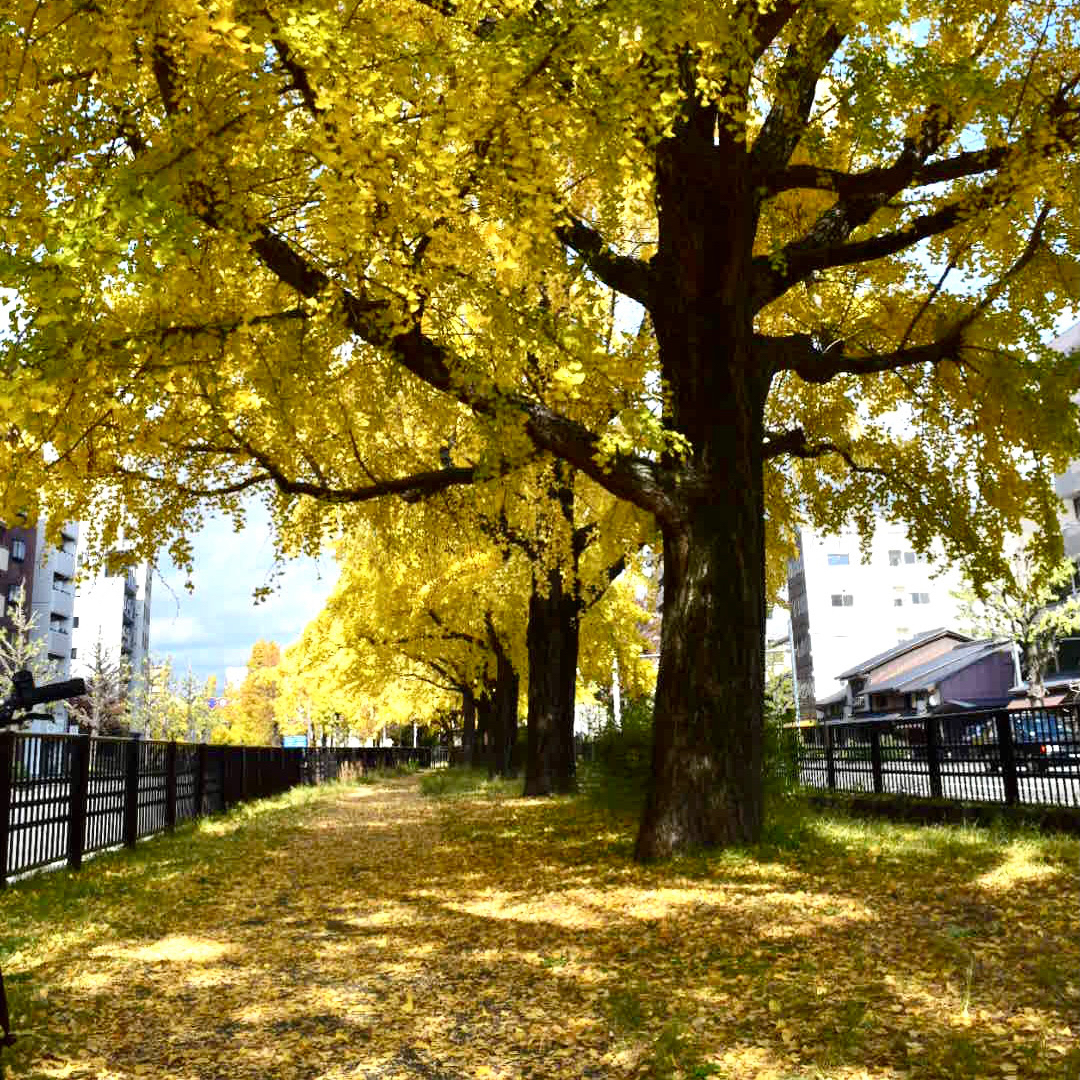 京都の写真堀川通りの銀杏並木と今宮神社門前の銀杏 トリップノート