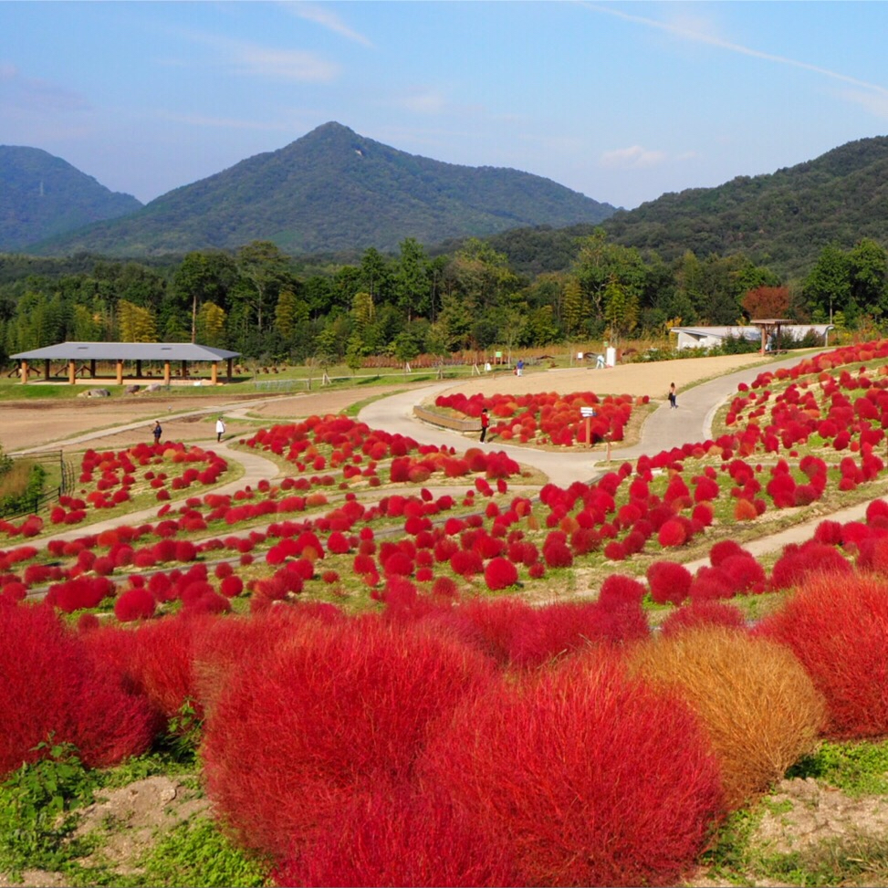 国営讃岐まんのう公園の写真草のかたまりコキア香川のまんのう公園色んな花が咲 トリップノート