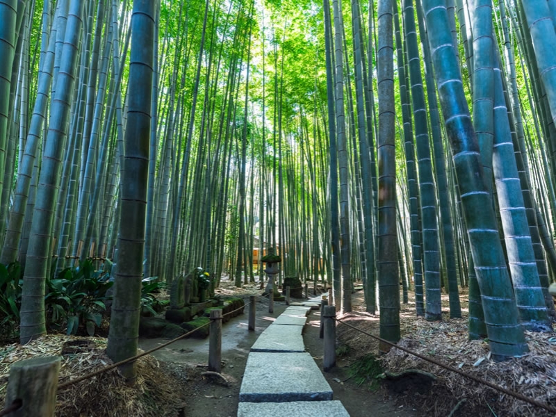 鎌倉の人気観光スポットTOP20！旅行好きが行っている観光地ランキング